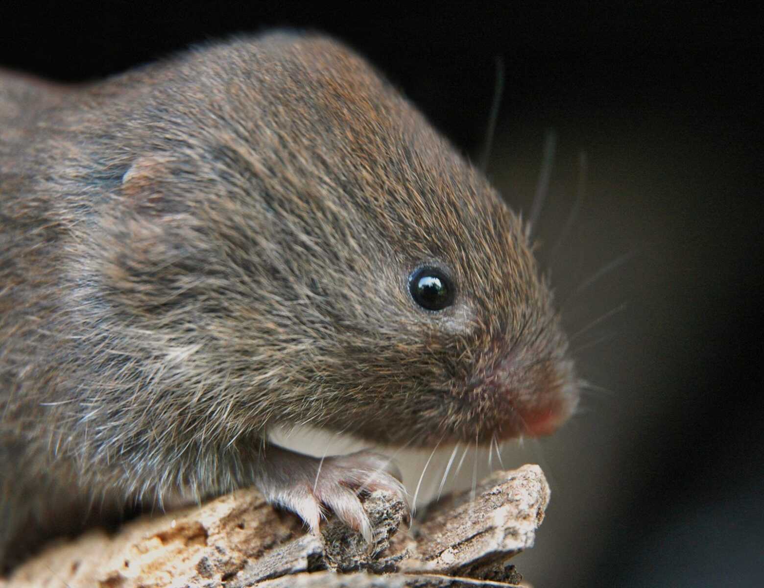 Not a mouse, not a mole but a vole