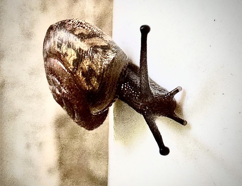 Through the Woods: With eyes wide open