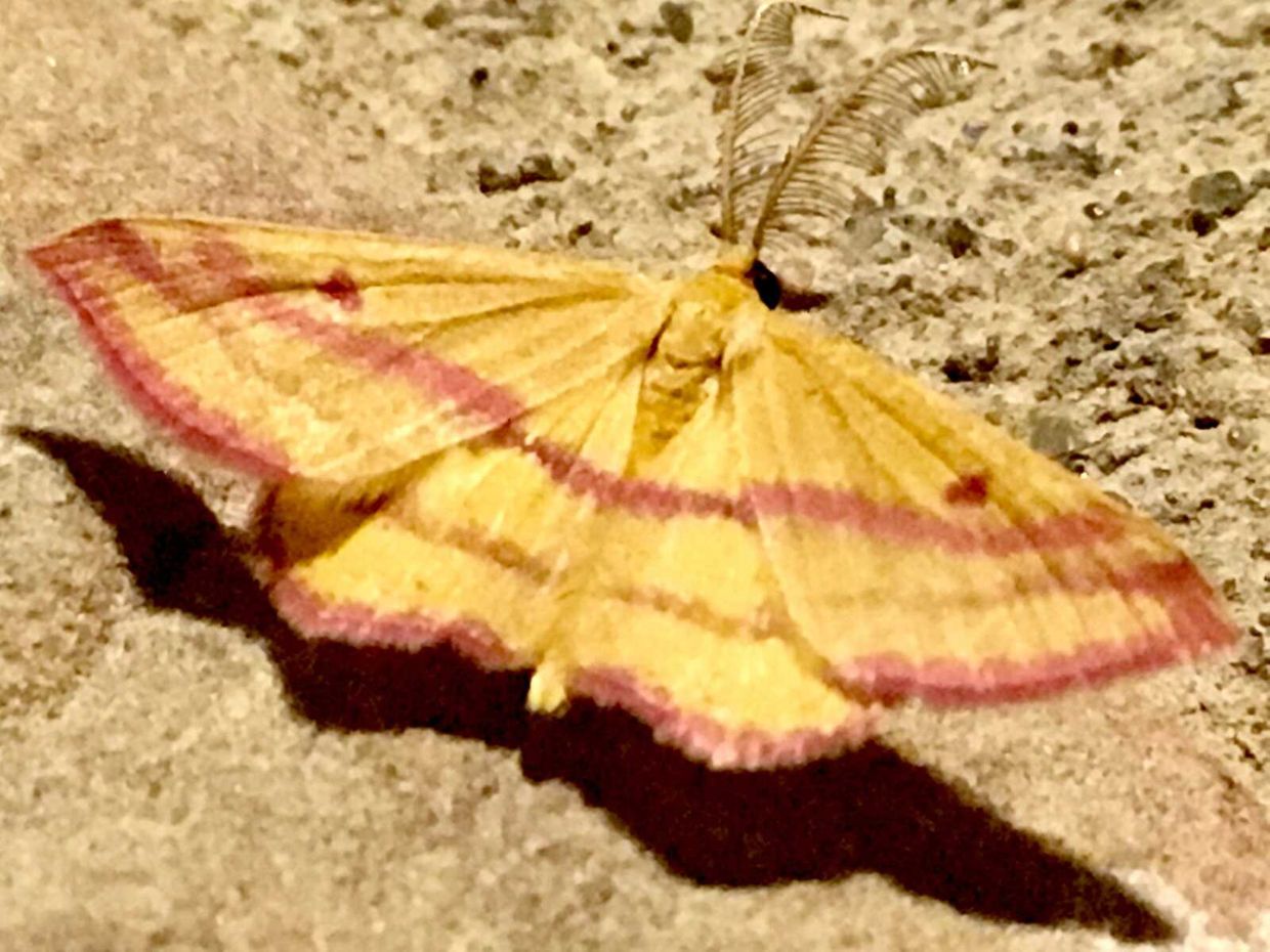 A pretty moth