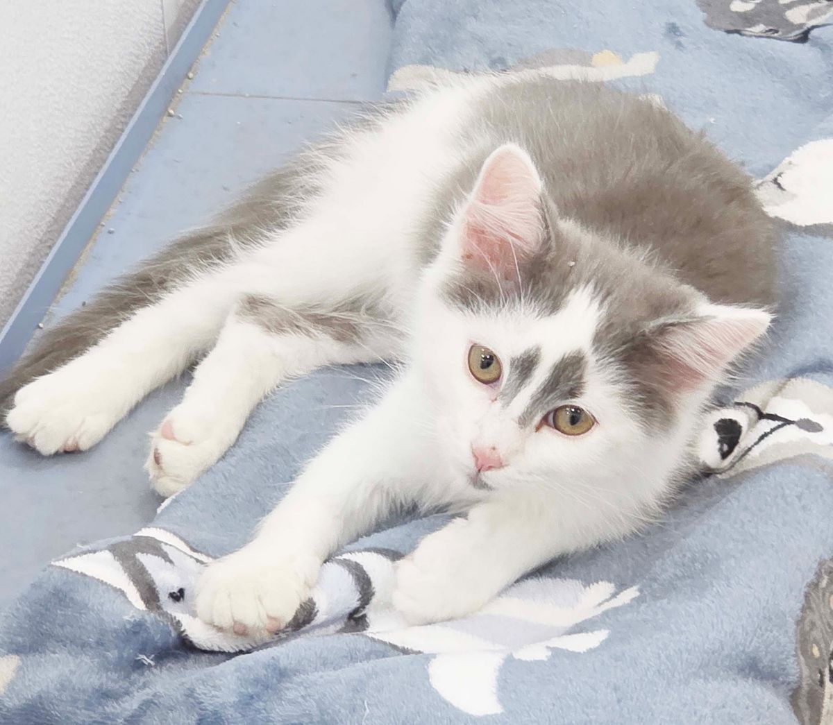 Adopt Stitch 11-15-25