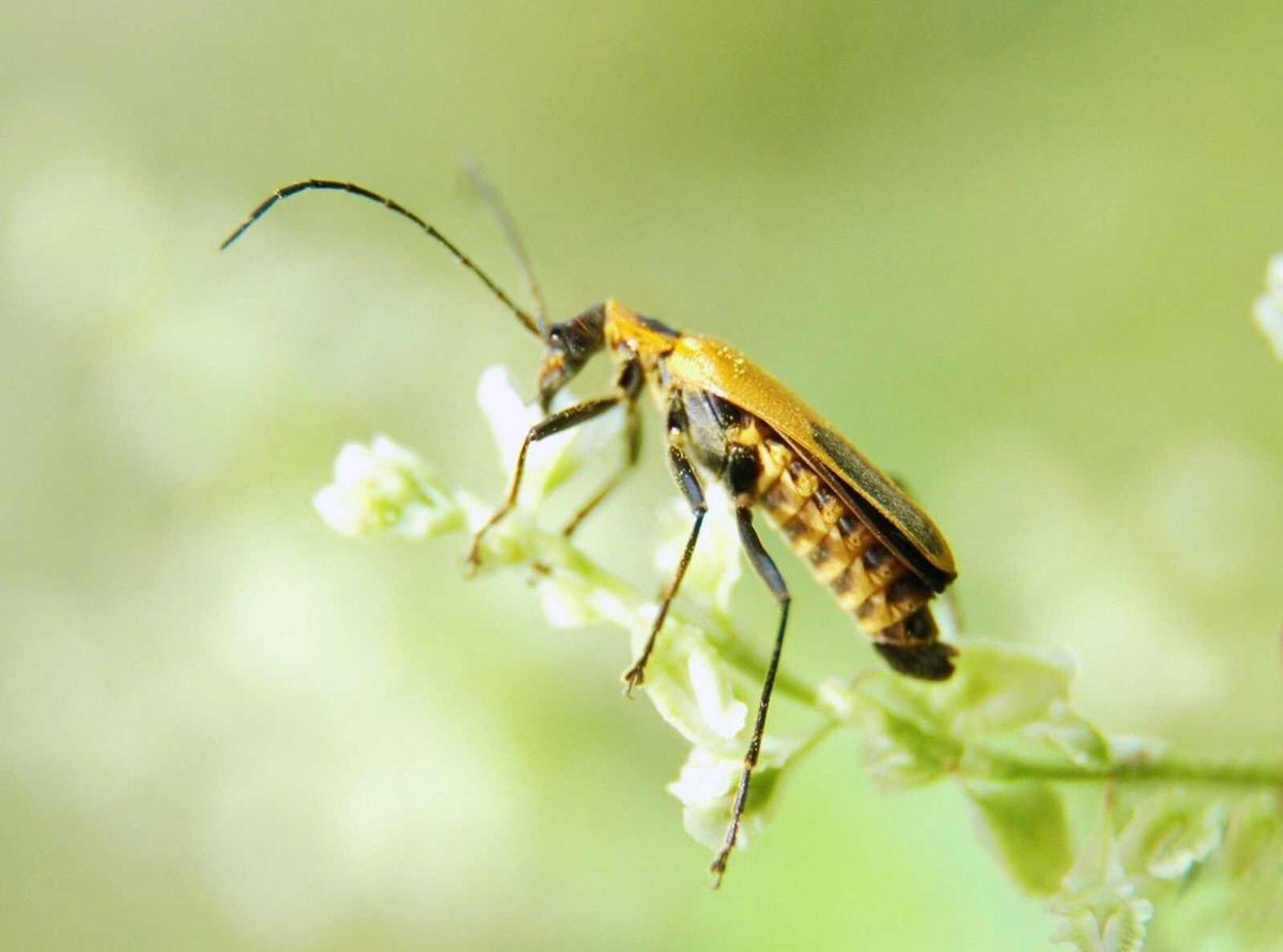 Fireflies in the daytime