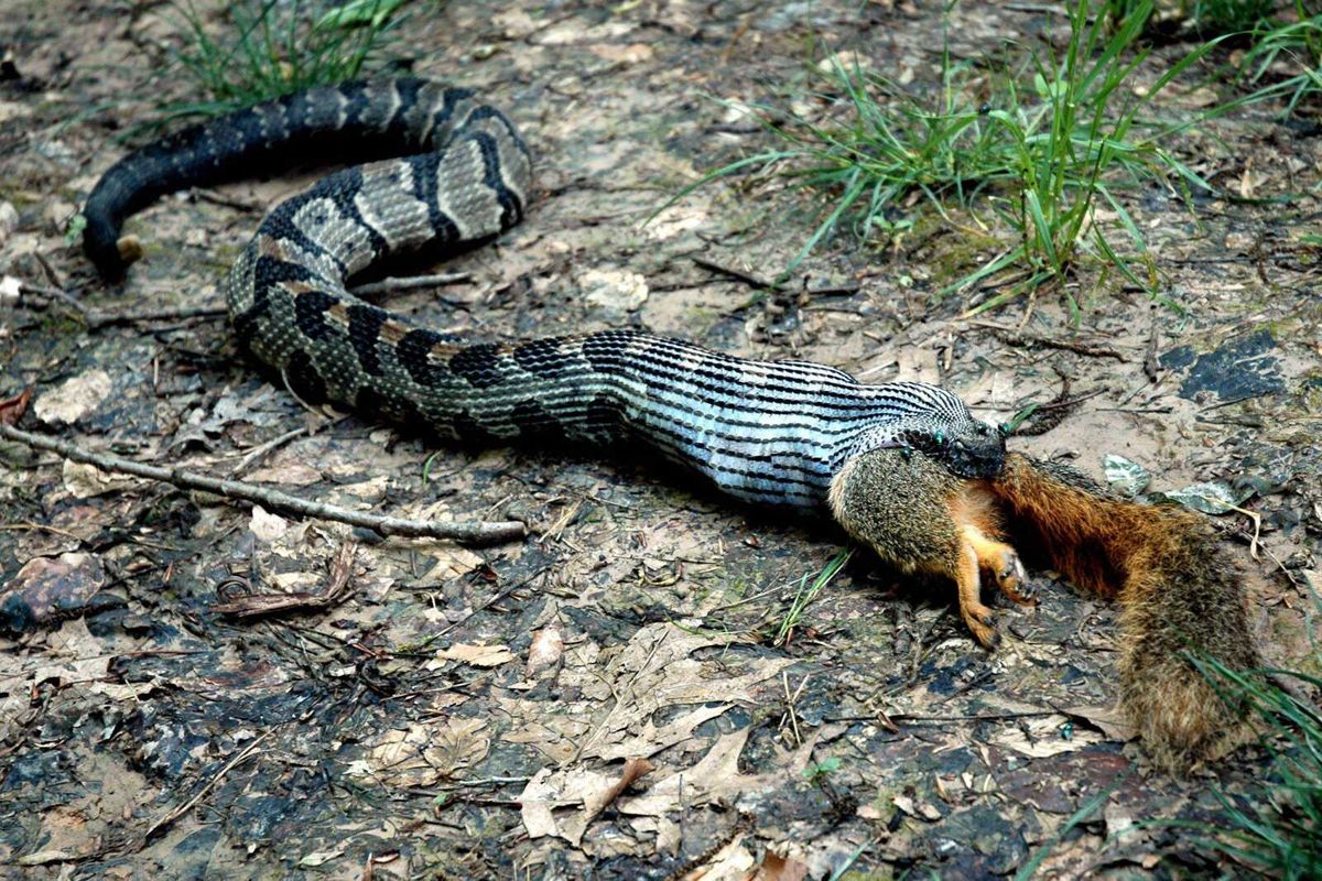 Timber rattler enjoys a meal