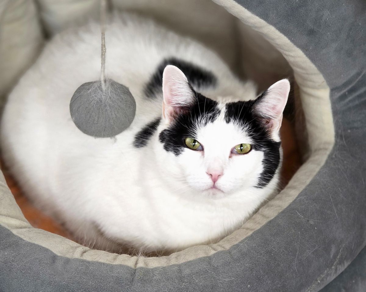 Adopt Taylor 3-29-25