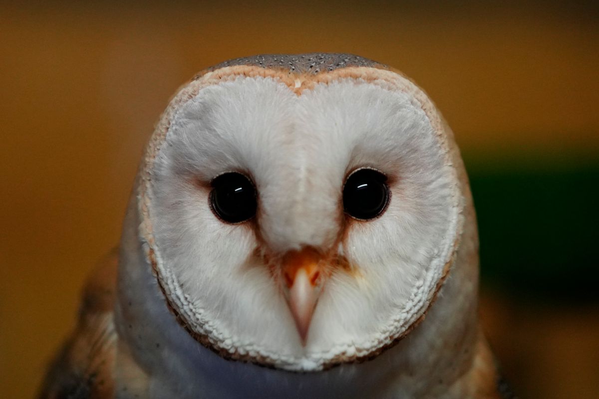 An unlikely symbol of cooperation, the barn owl brings Arab and Israel...