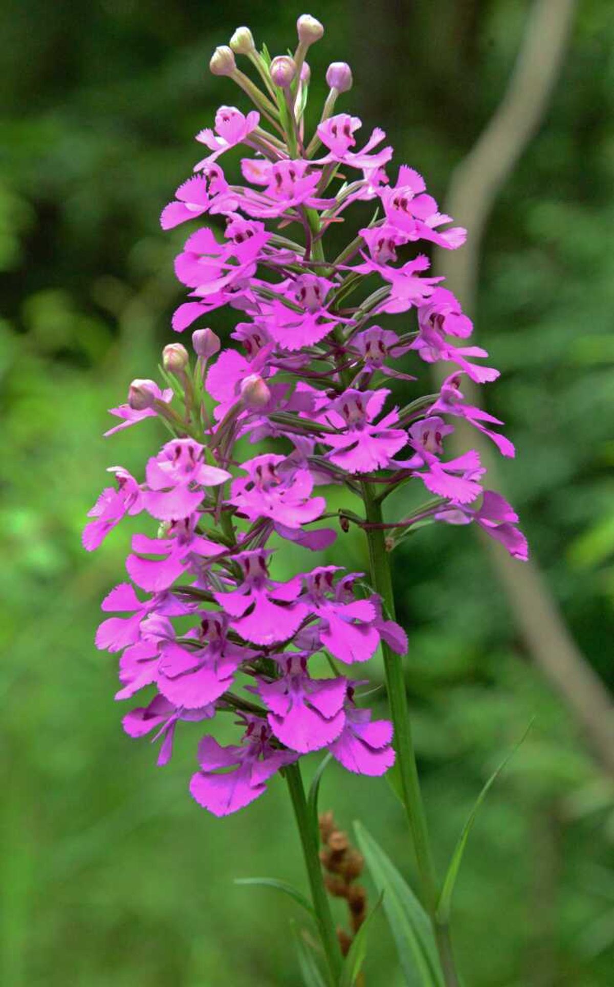 A native orchid