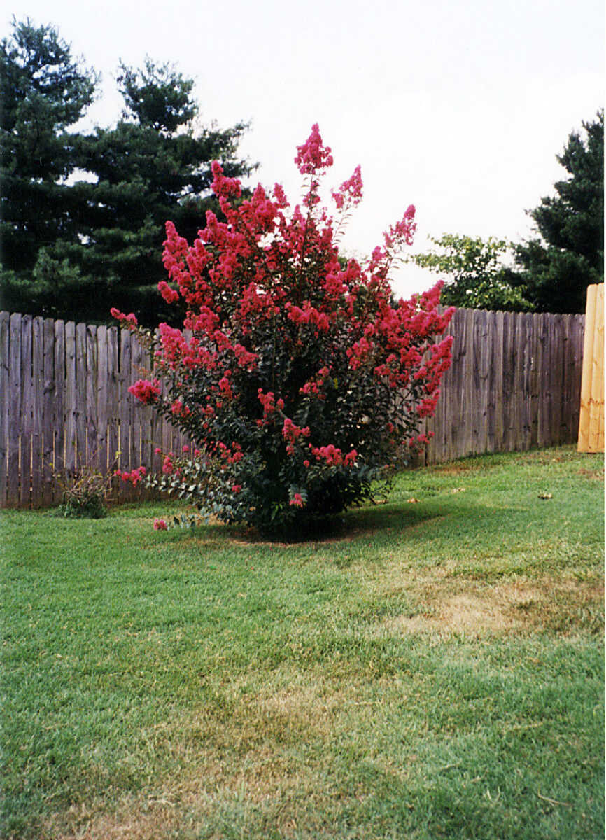Crepe Myrtle bush