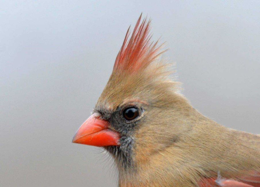 A look at female cardinal plumage