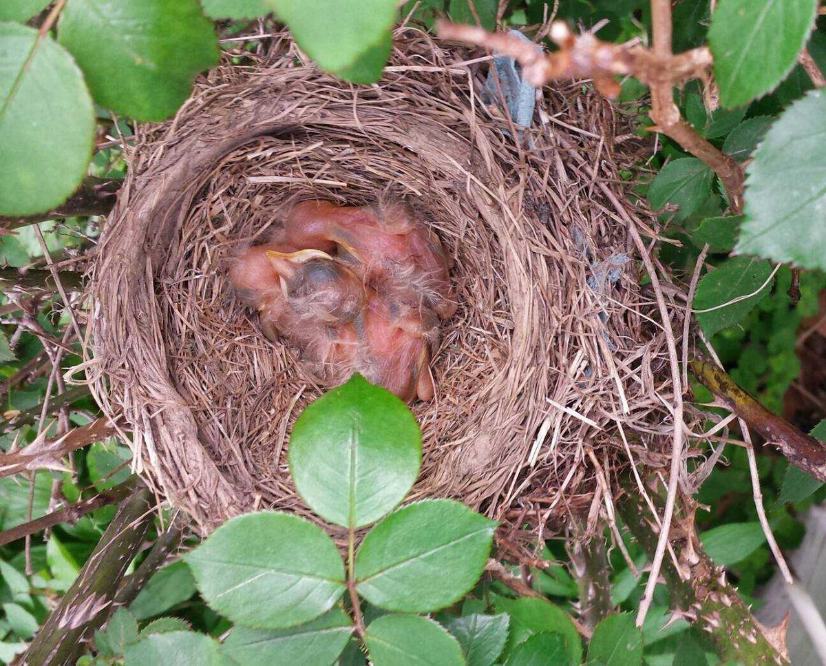 Baby robins