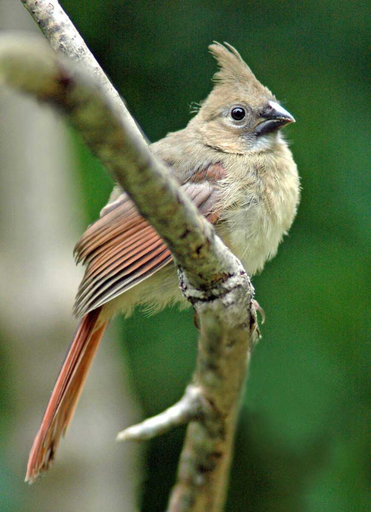 Dusty look a form of camo for a fledgling cardinal