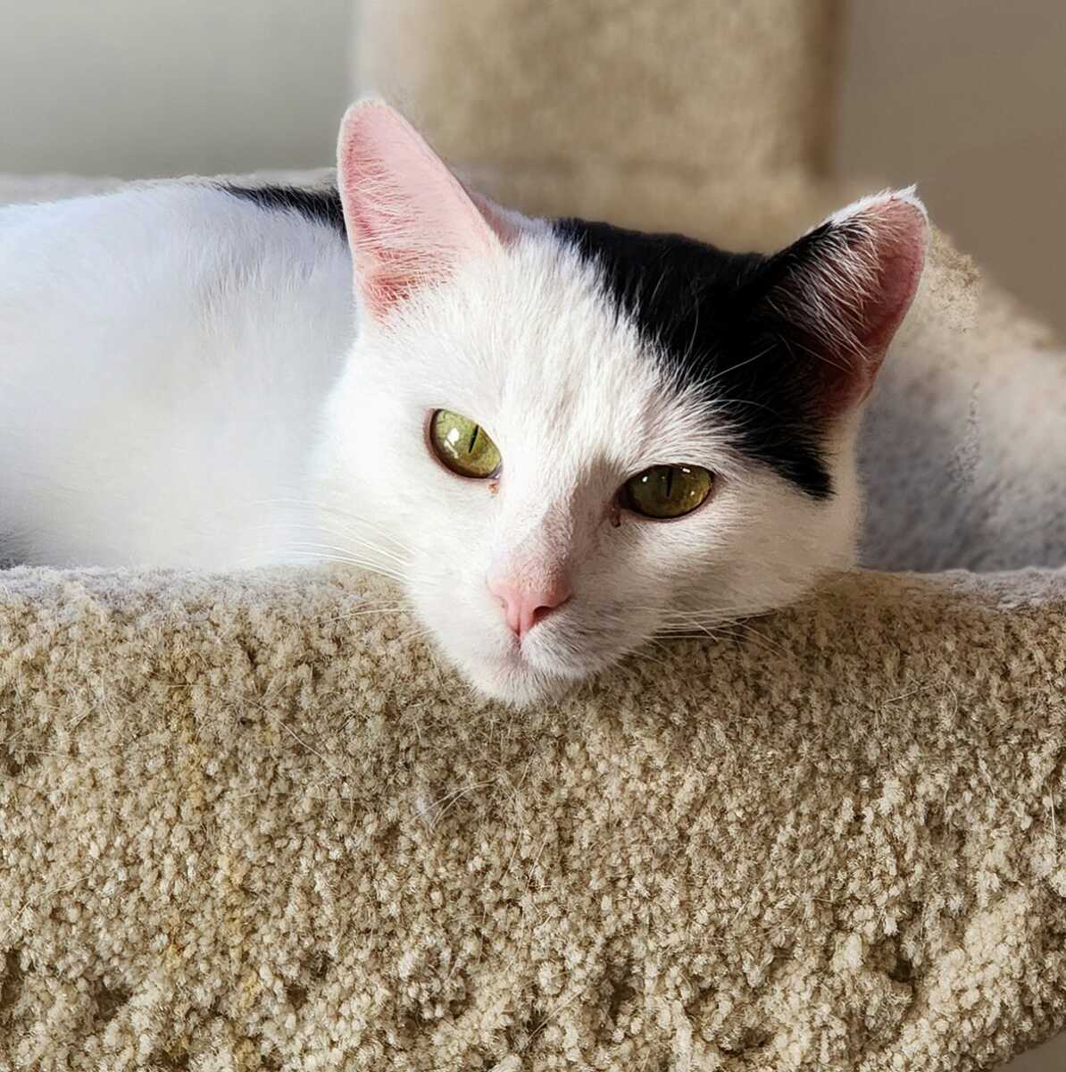 Adopt Angel 1-14-24