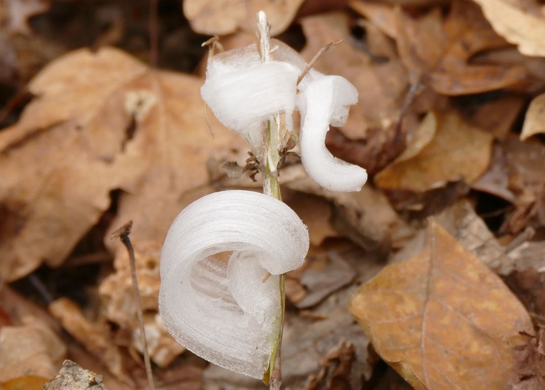 First major cold spell brings magical icy blooms known as frost flower...