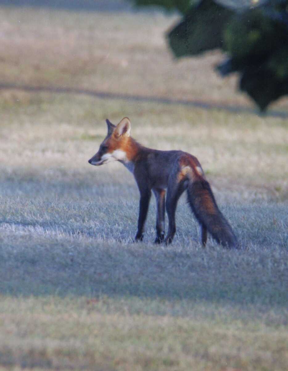 Red foxes carving out niche in downtown Detroit