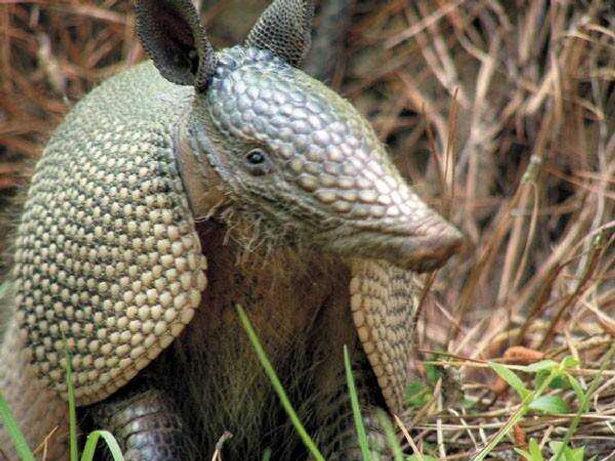 Armadillo invasion