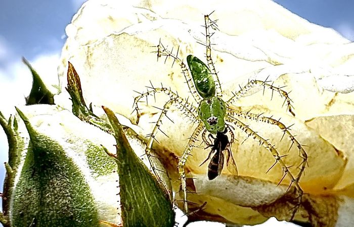 Through the Woods: The green lynx spider
