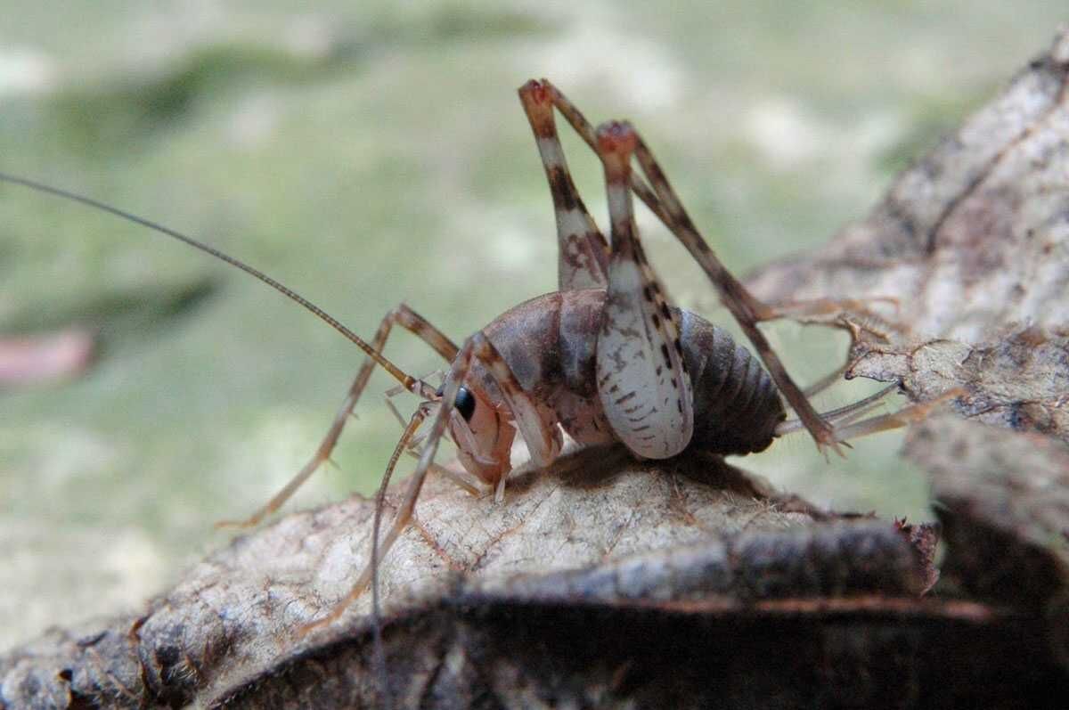 Harmless cave cricket