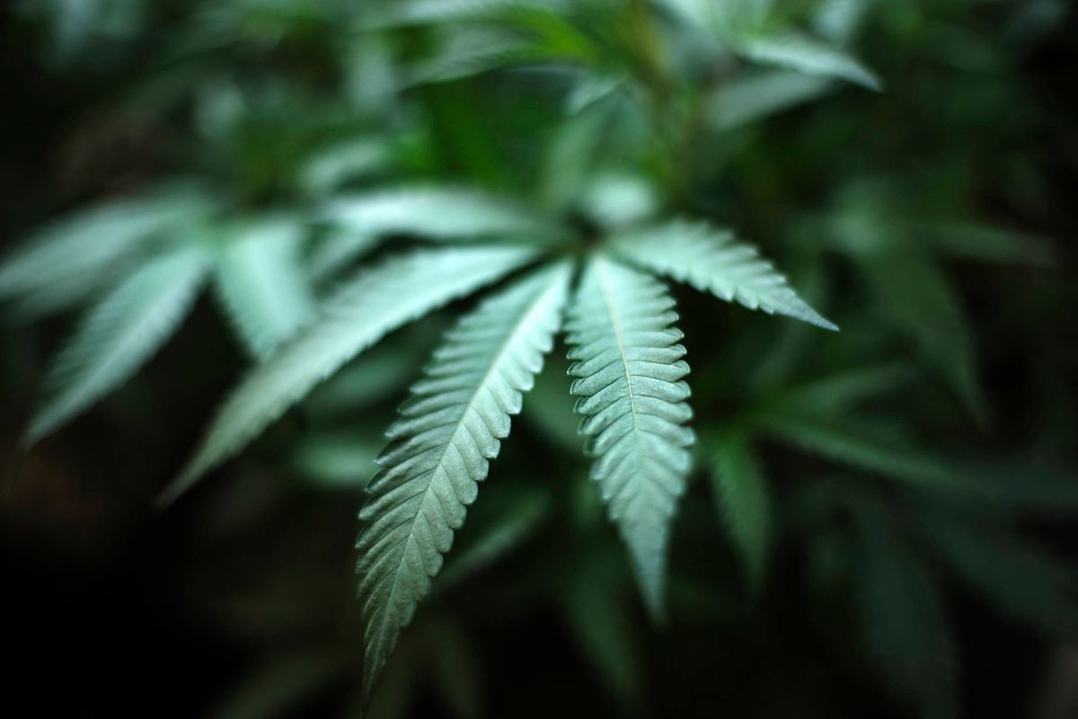 Missouri cannabis regulators prepare final lottery with new ...