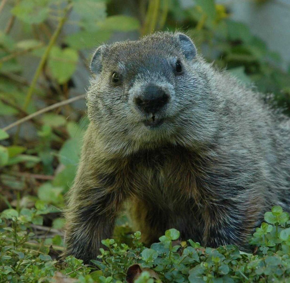 Getting to know groundhogs