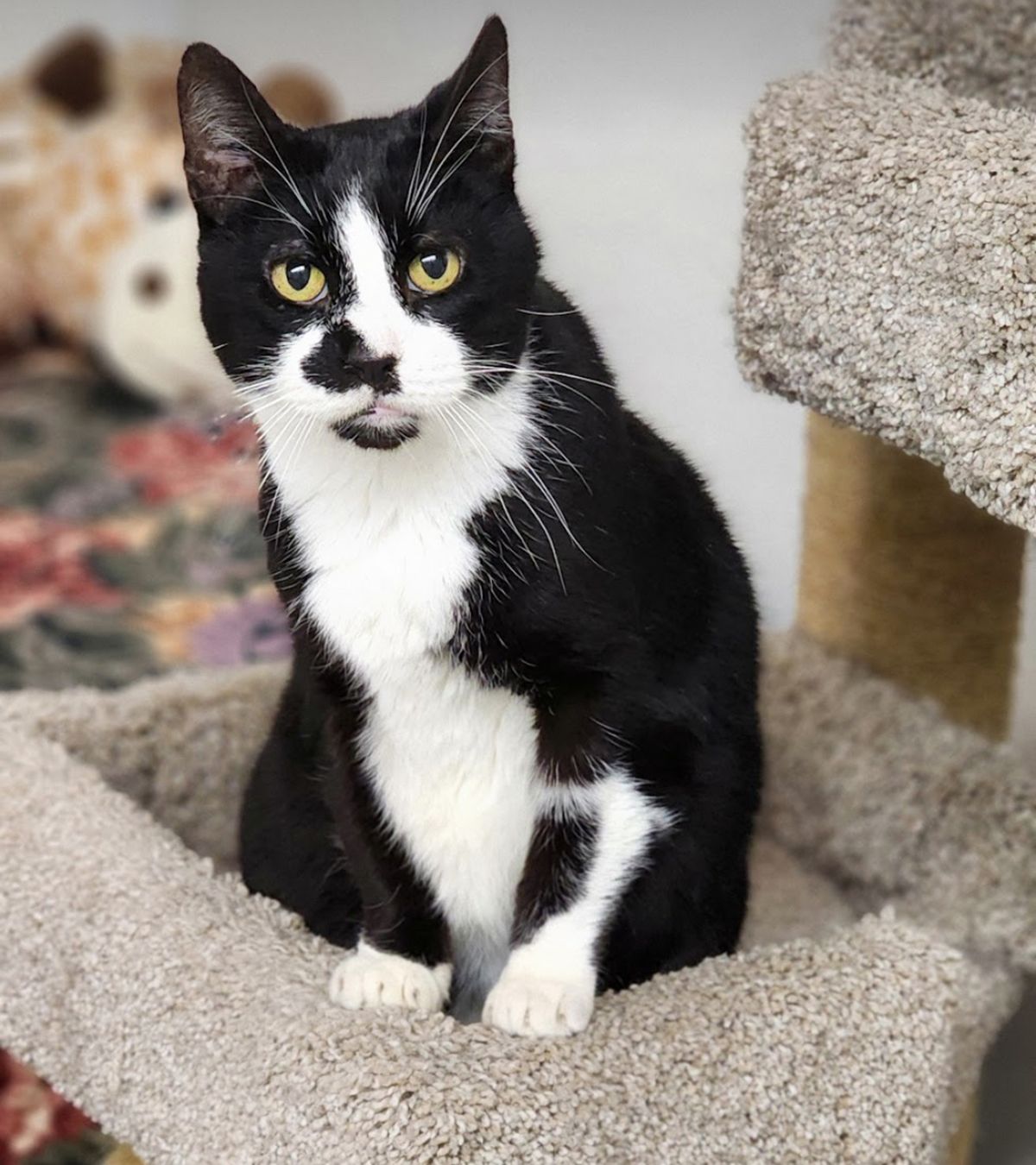 Adopt Harvey 2-15-25