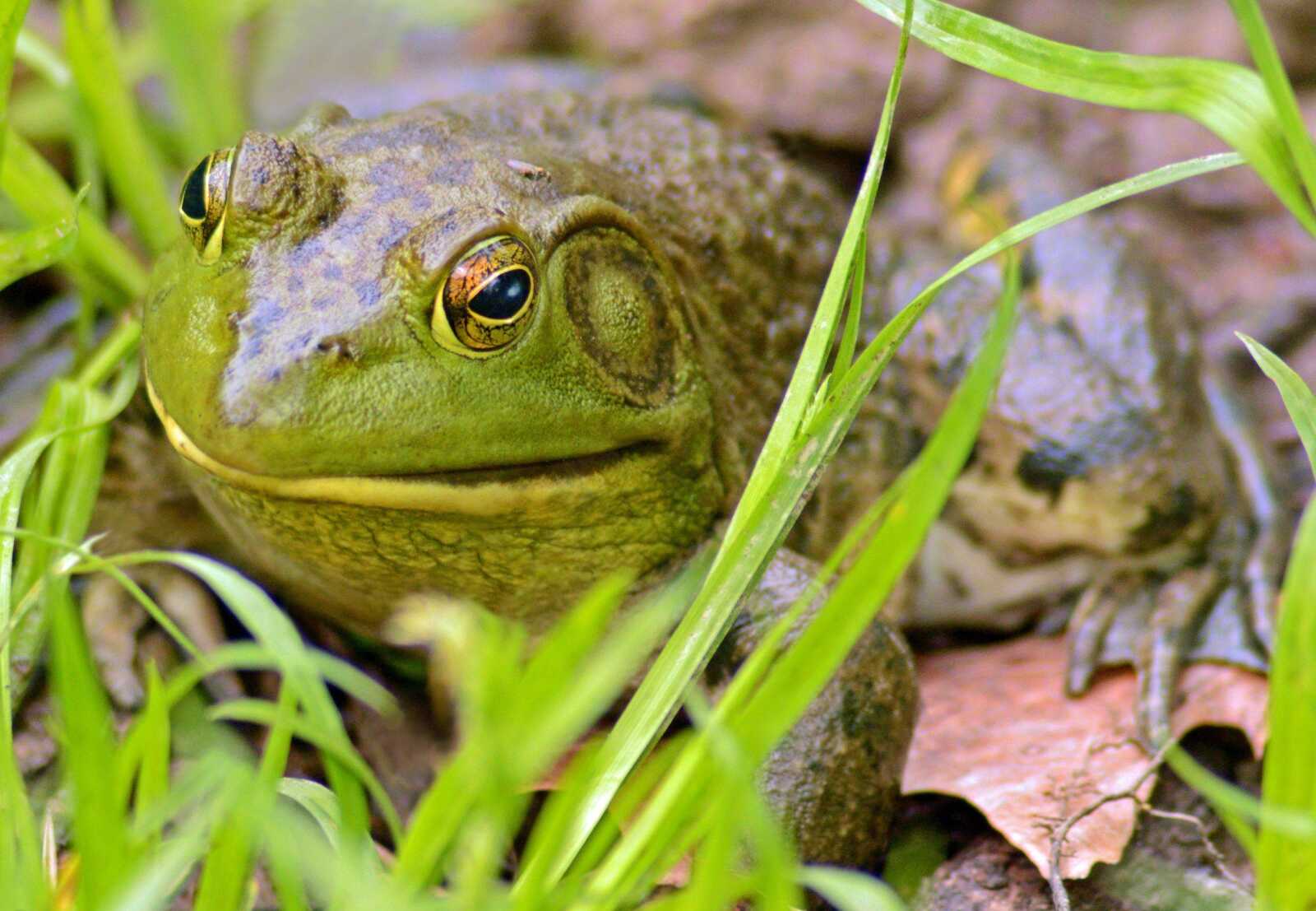 Lessons from the bullfrog and fly