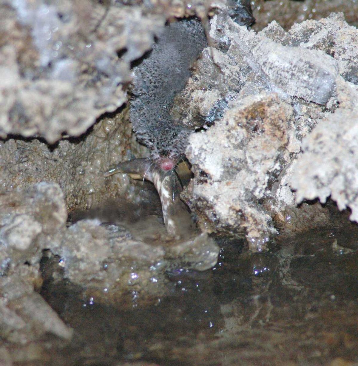 A shrew's determination