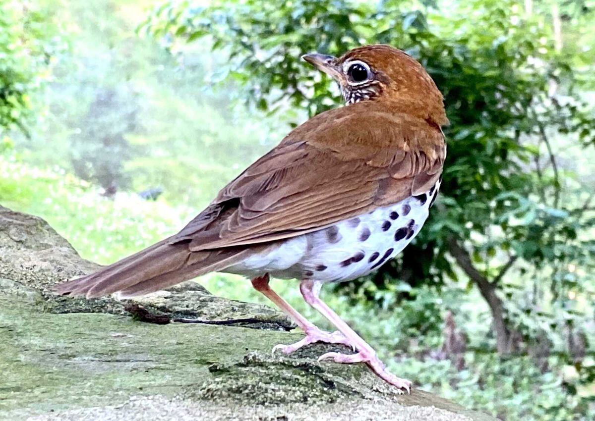 A rarely seen songbird
