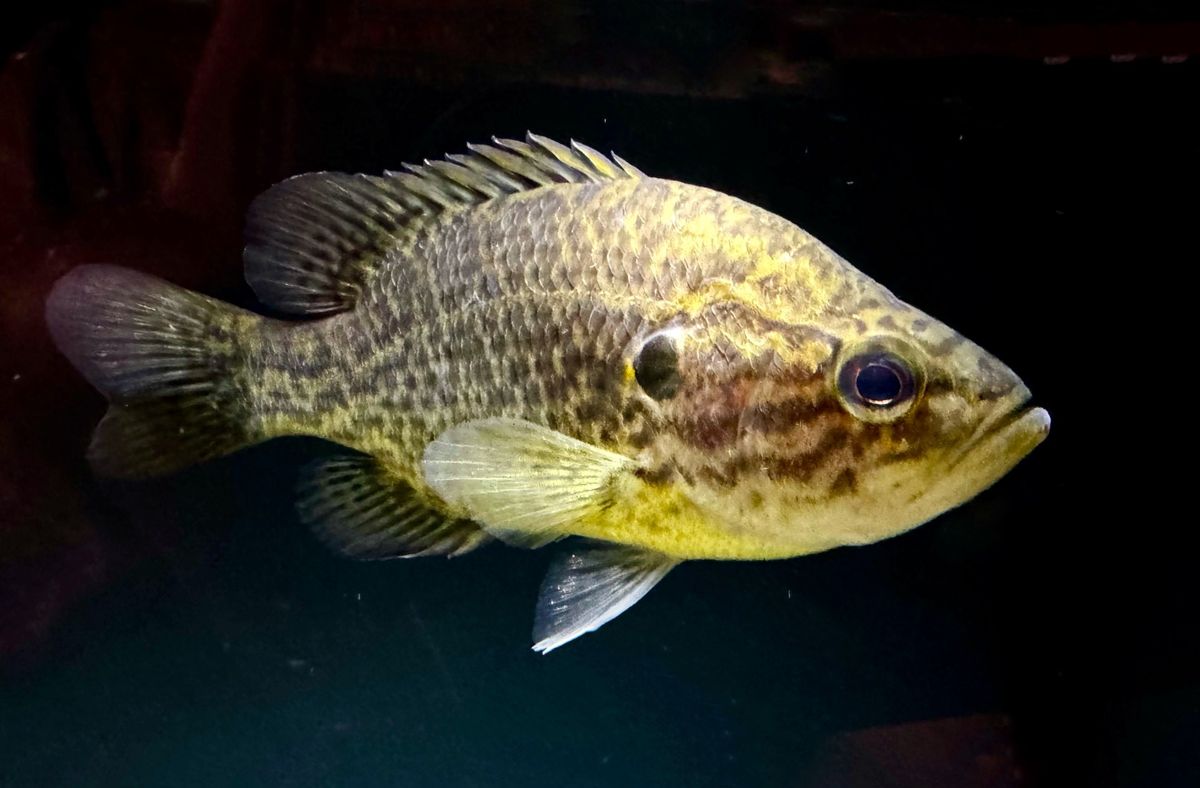 Through the Woods: A feisty little fish
