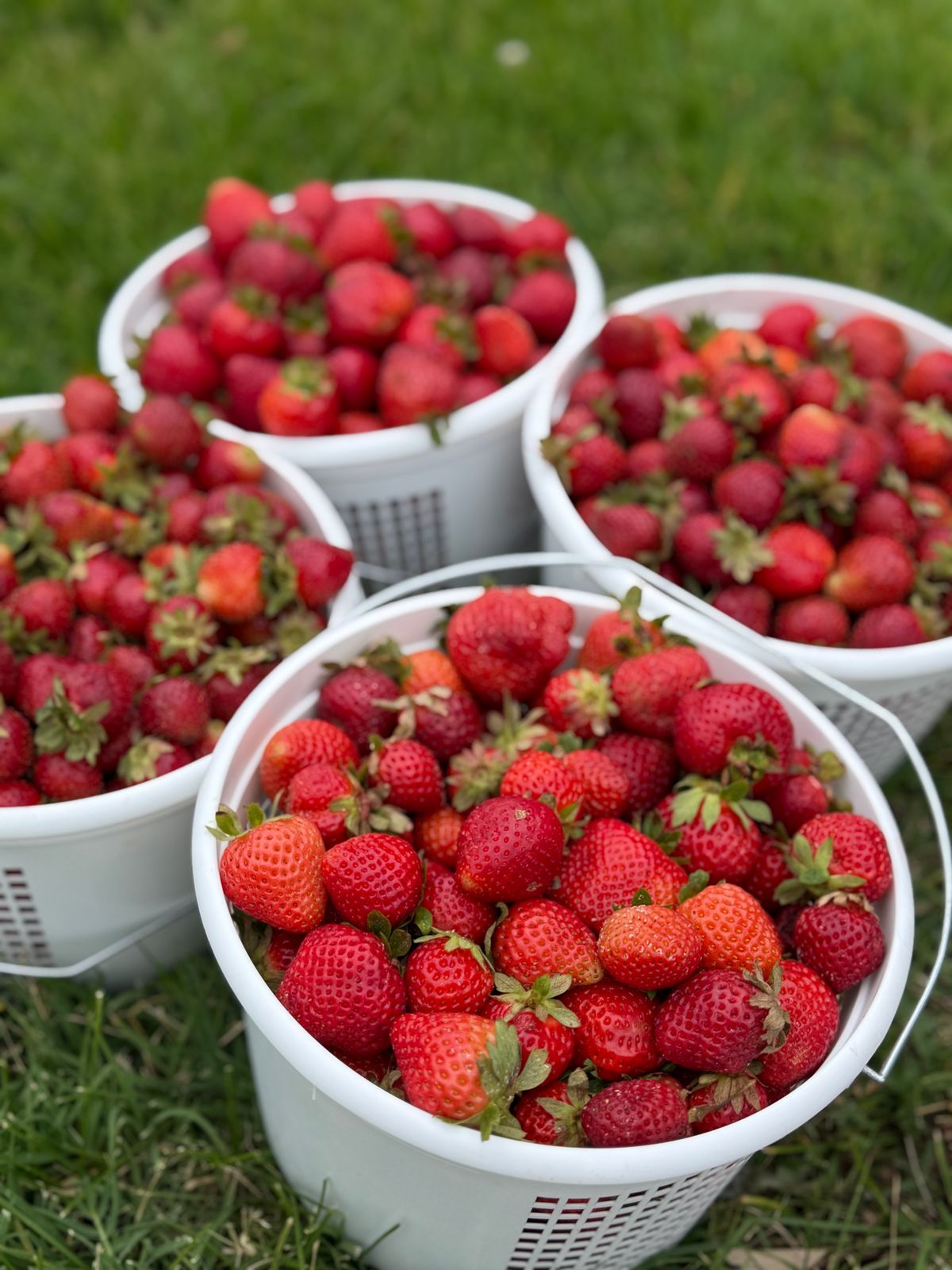 Fresh, local food has Cape Girardeau students asking for sec...