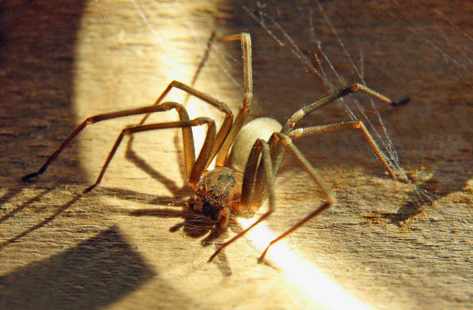 The elusive, brown recluse spider