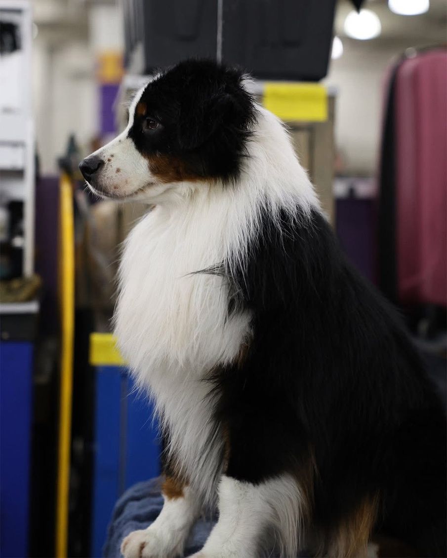 Local dog takes 2nd place in Westminster Dog Show