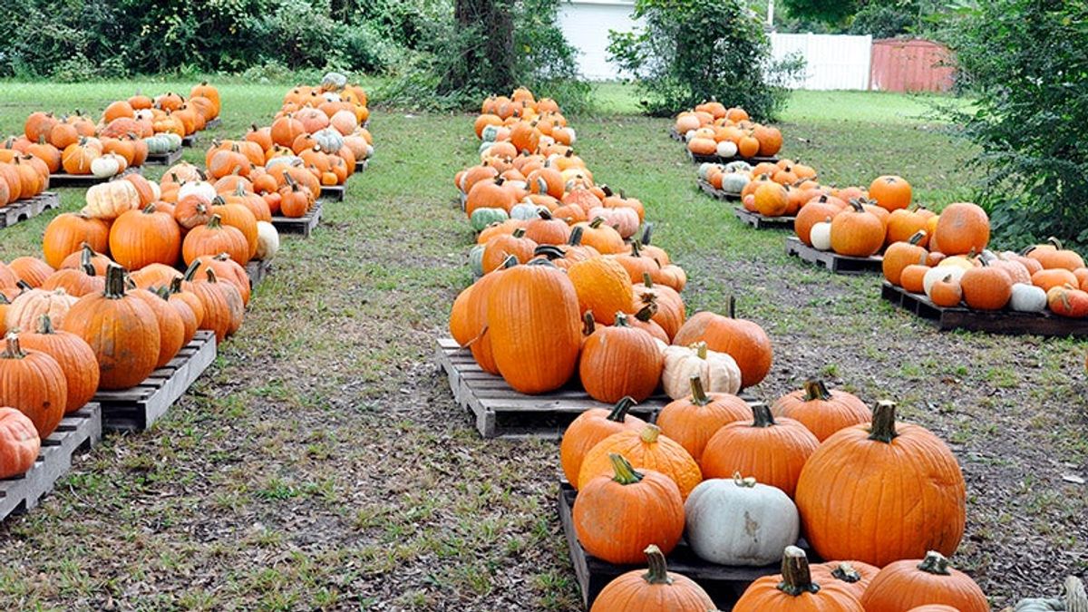 First Methodist Church plans fourth annual Pumpkin Patch