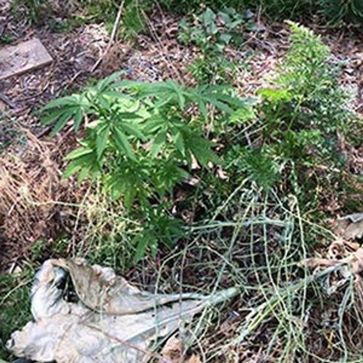 Welfare check nets pot arrest