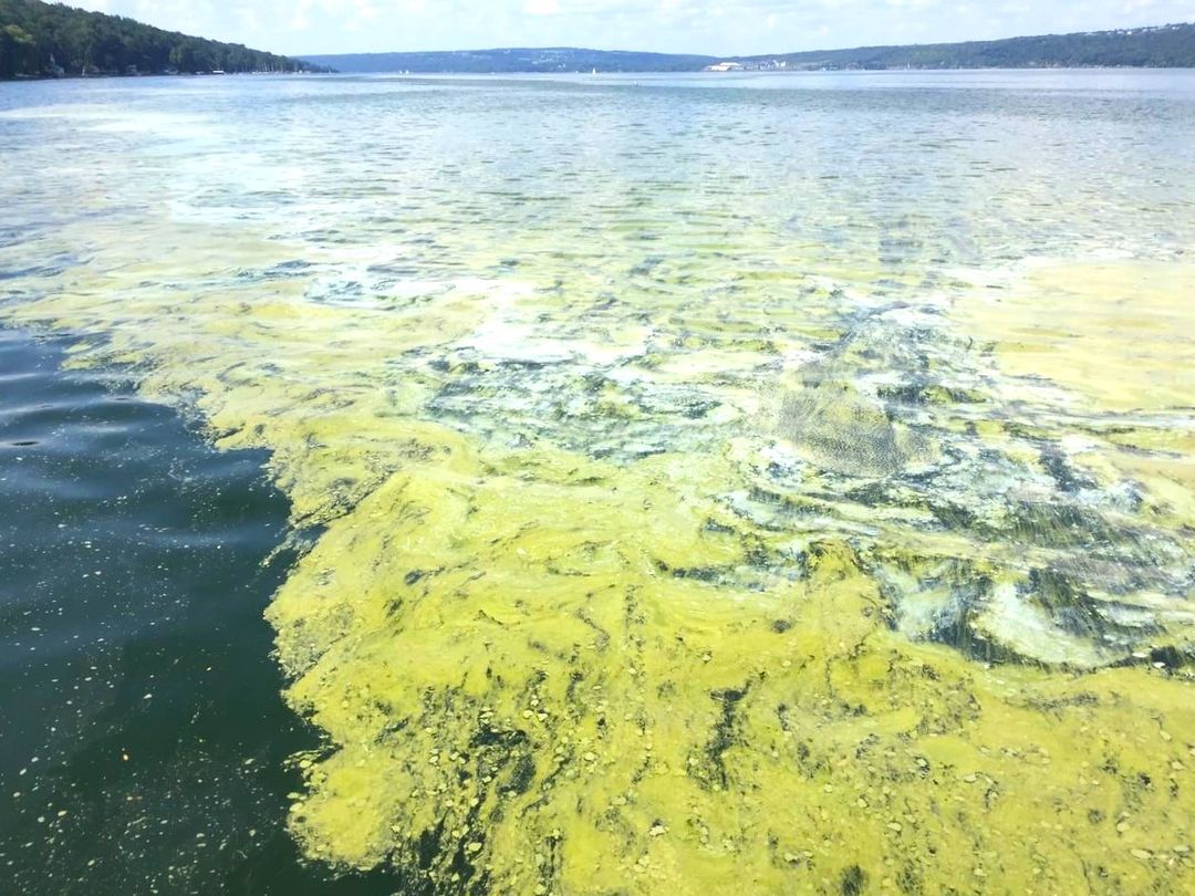 Health Alert: Harmful Algal Bloom Seasonal Awareness