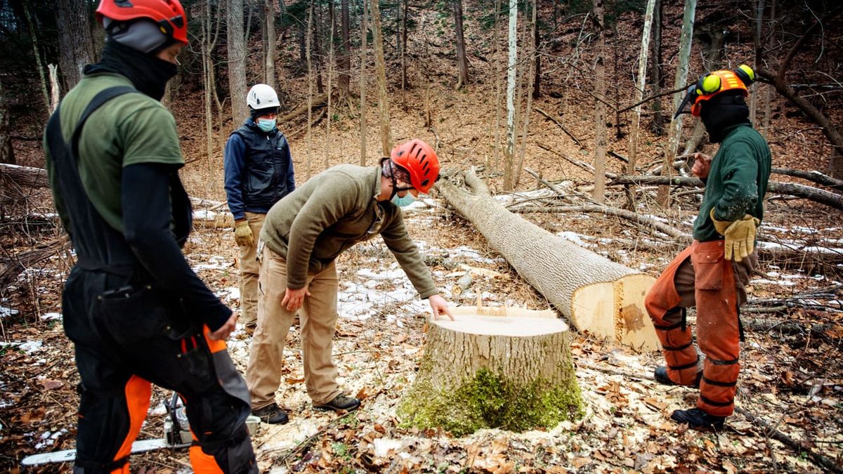 Cornell ash tree removal makes progress