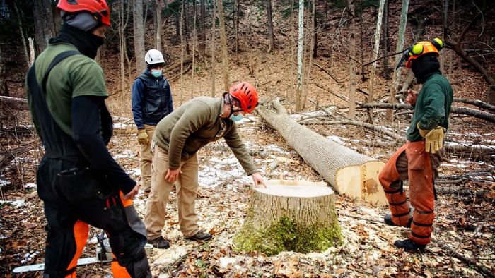 Cornell ash tree removal makes progress