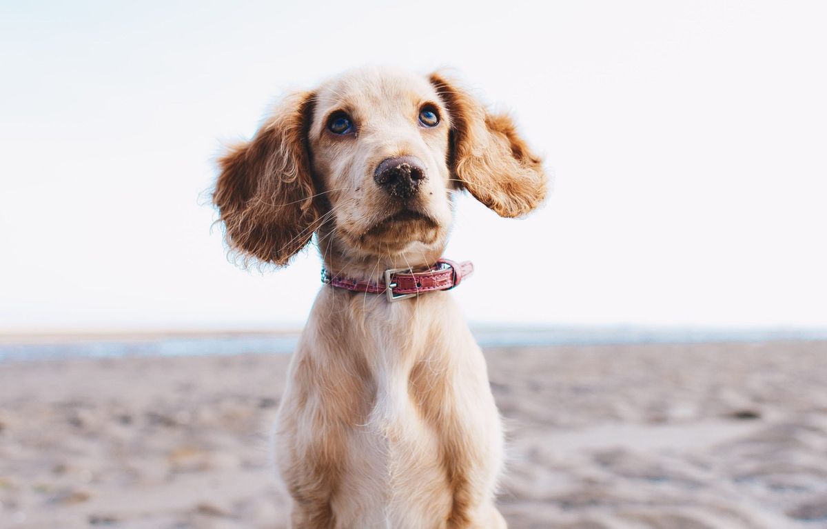 How to avoid being bitten by a dog, and what to do if one bites you