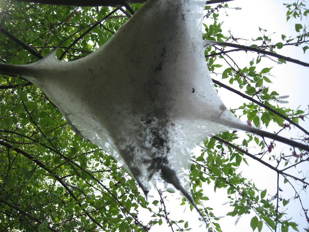 What to do before before spongy moths damage your trees irre...