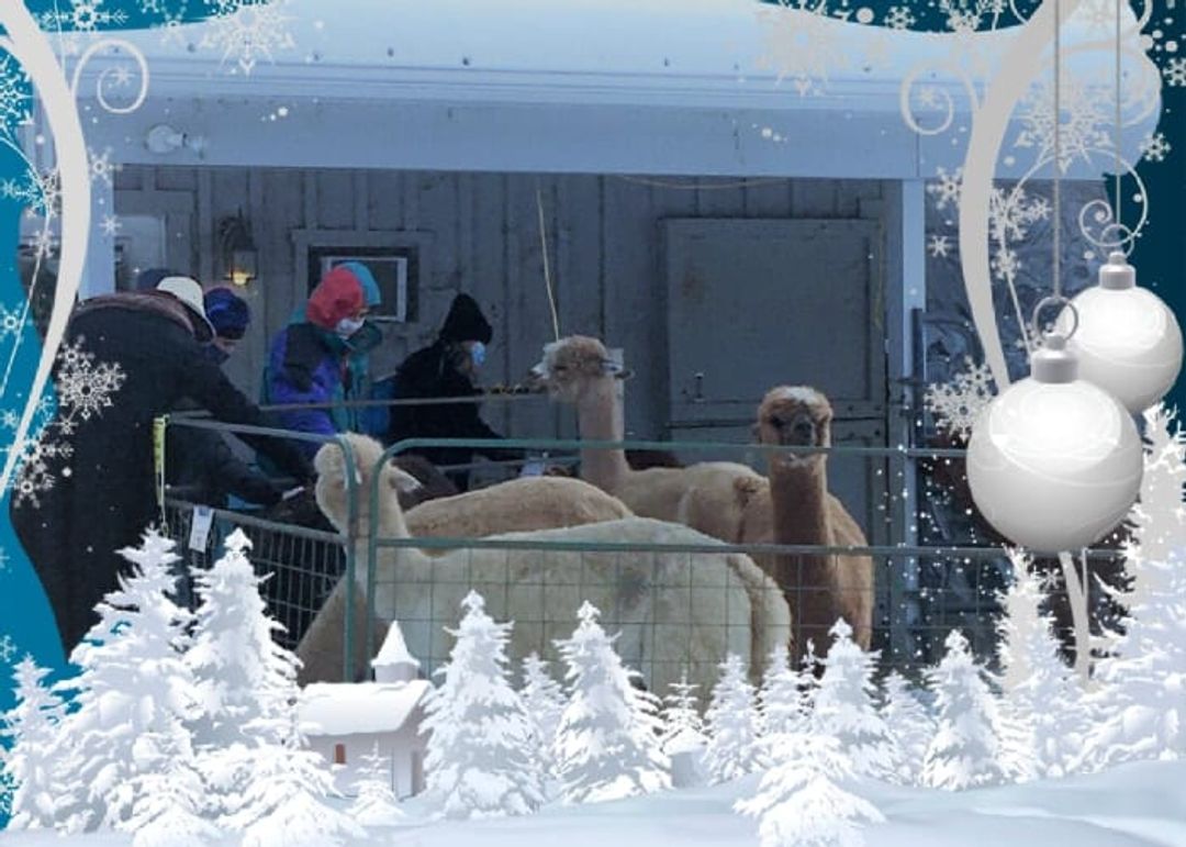 Holiday Open Farm Days