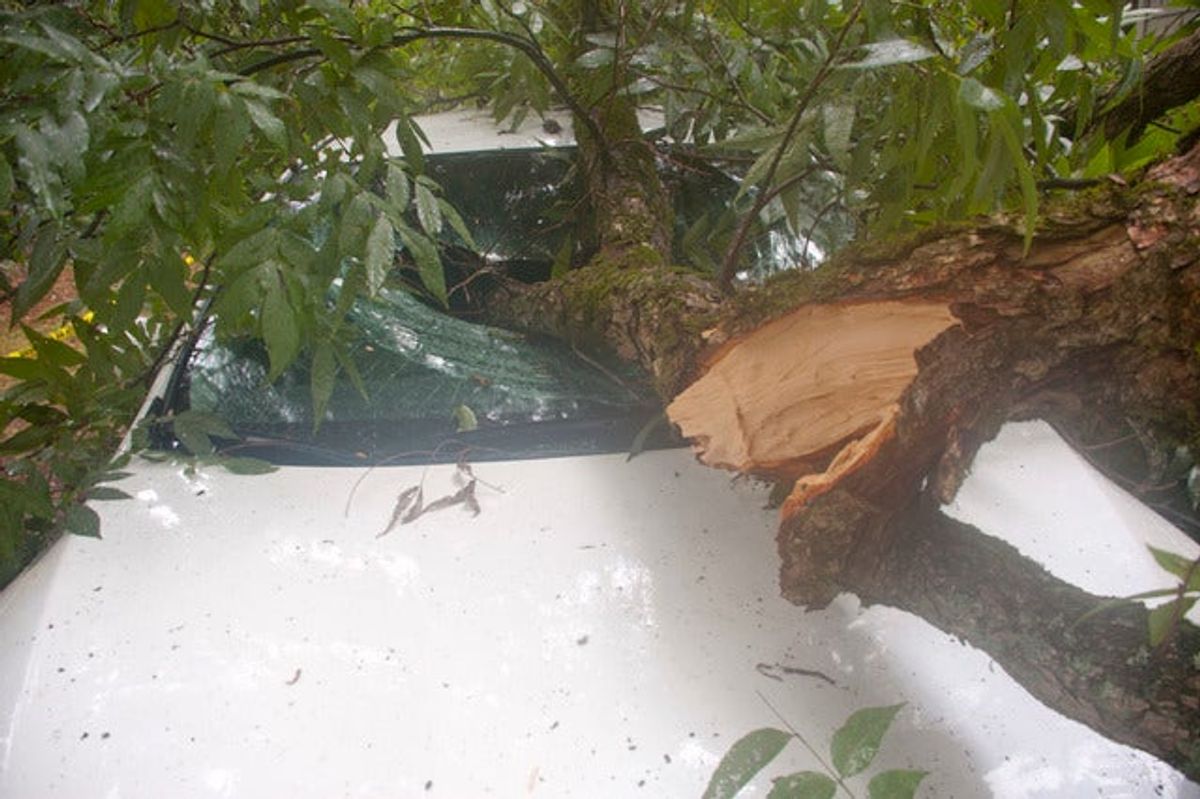 Tree limb falls on car, smashes windshields