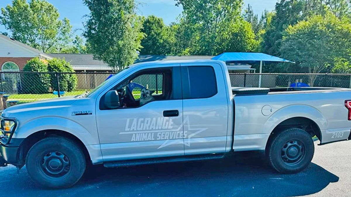 Amazing Lazarus dog finds new home