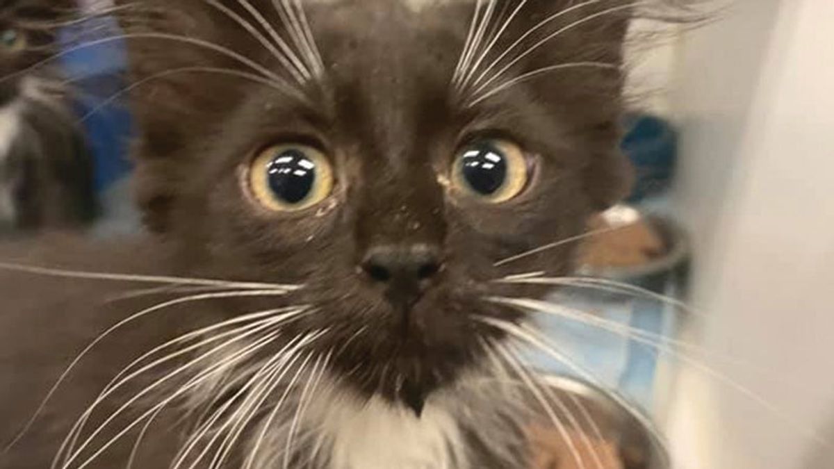 Animal shelter overwhelmed by cats