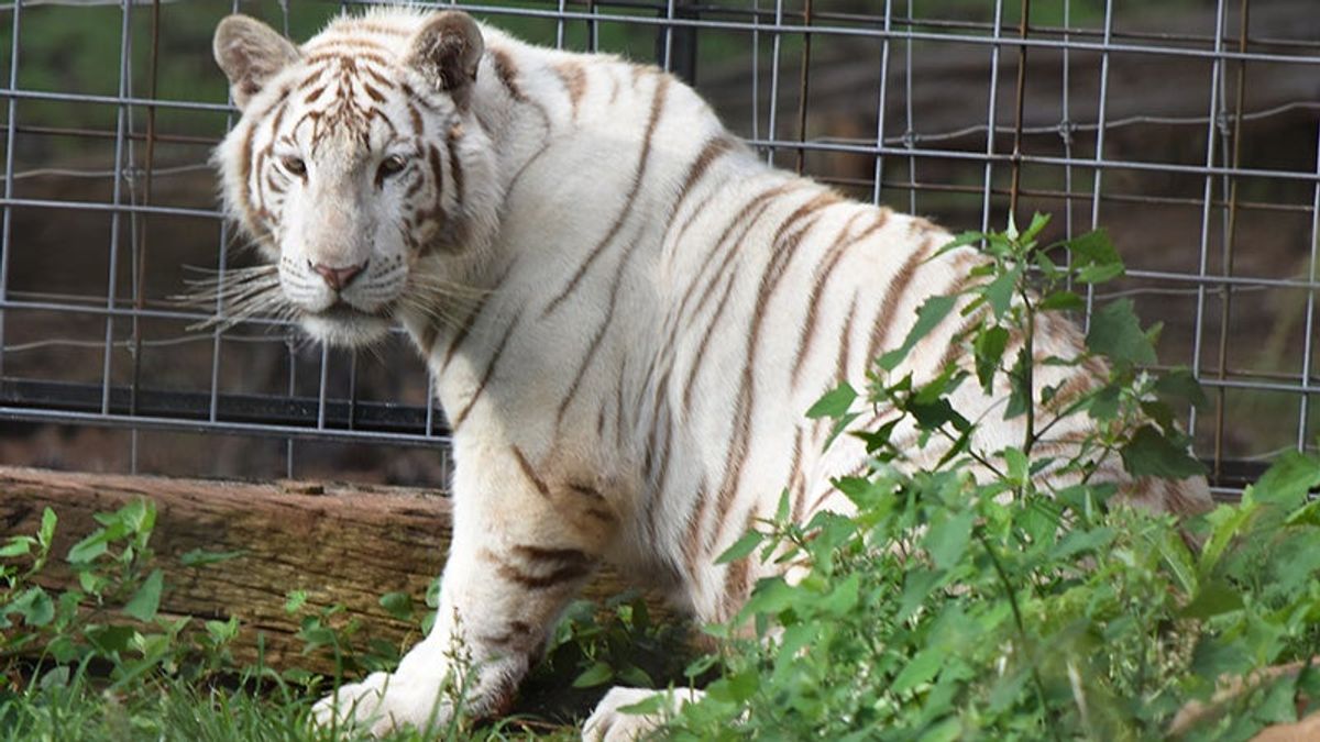 UPDATE: Both tigers have been captured after escaping at Wild Animal S...