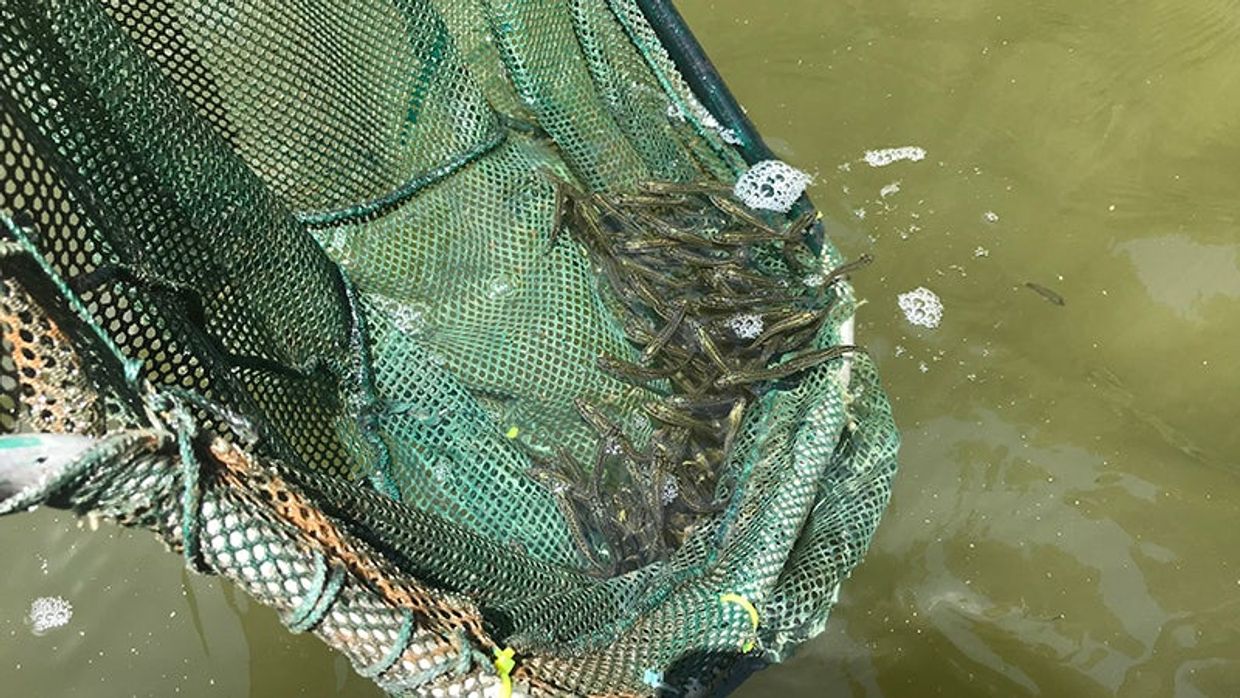 Keeping the lake stocked: Largemouth bass added to West Point Lake