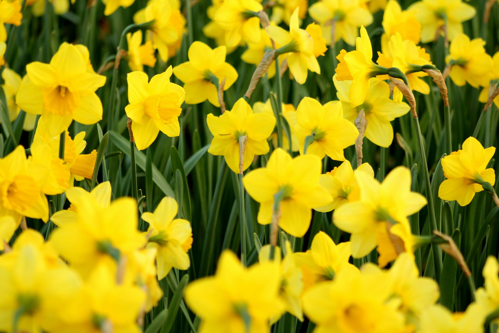THE DAFFODIL PROJECT: Remembering 1.5 million children lost