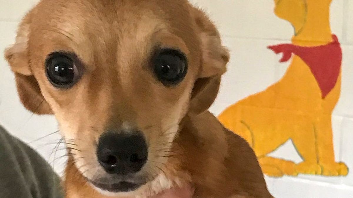 Puppy Pipeline makes 1,000th pick up for 2019