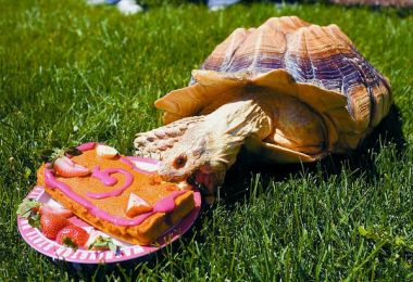 WSU says goodbye to 3-legged tortoise (w/video)