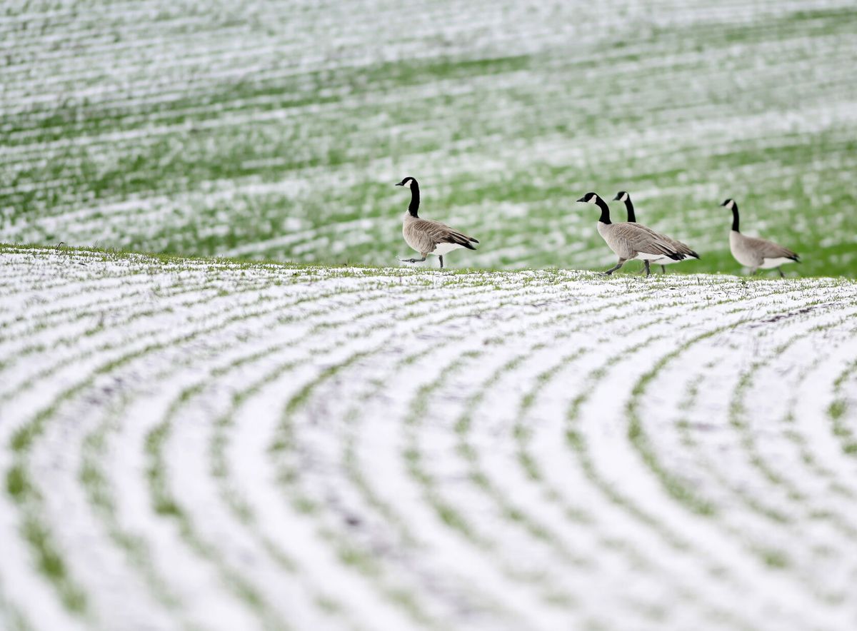 Snow geese