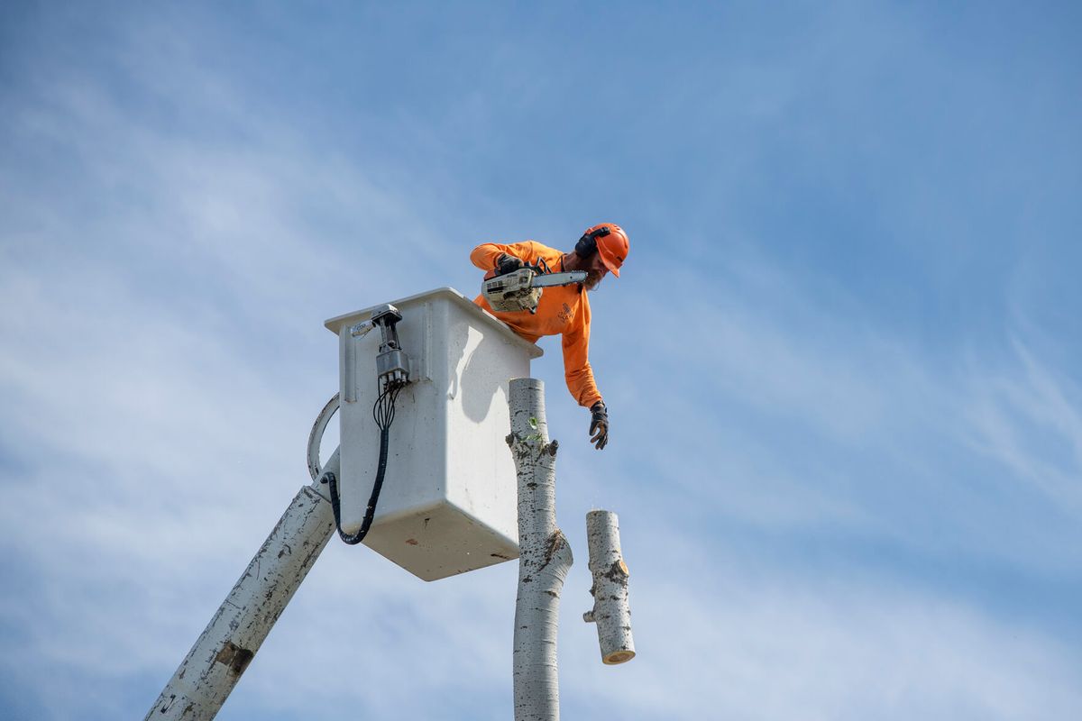 Photo: Dropping limbs