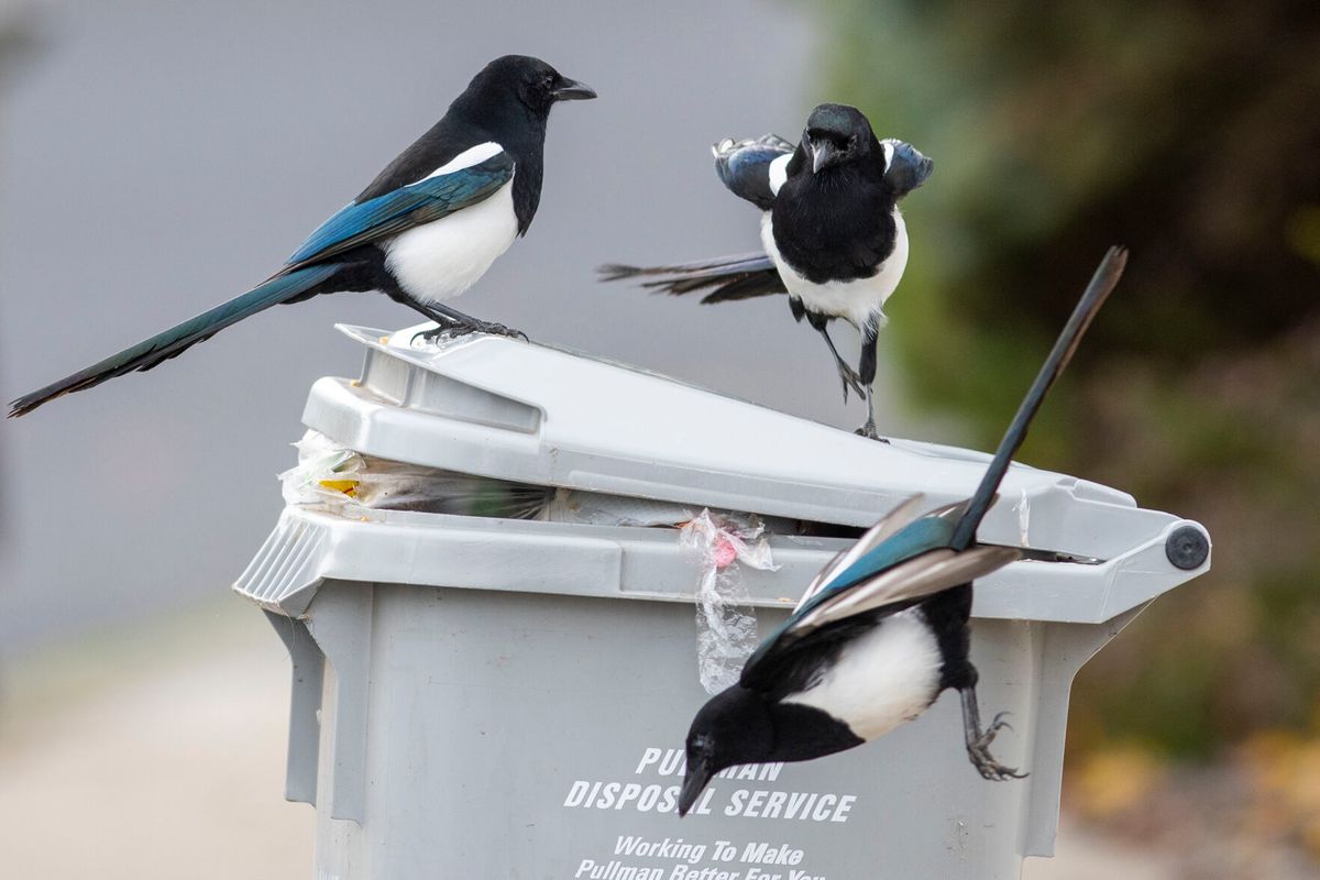 Photo: Garbage patrol