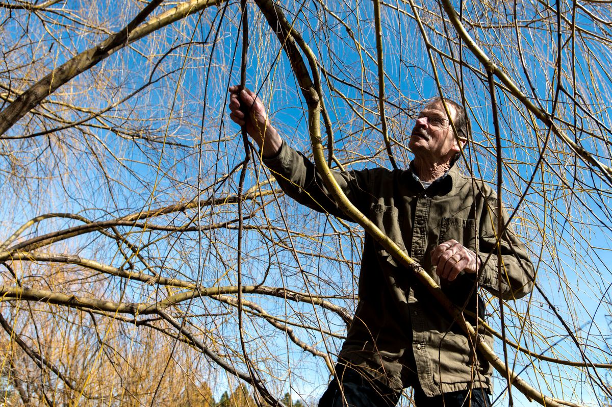 Photo: Willow work