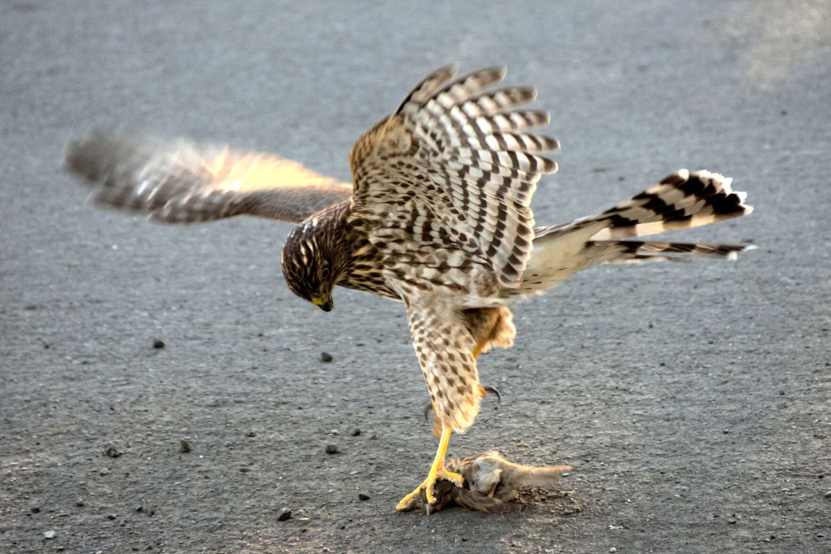Grabbing dinner on the road